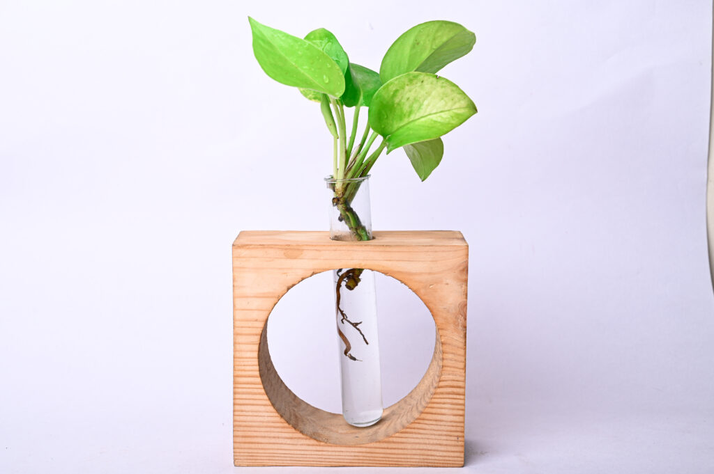 Glass Tube Table Top Planter With Wooden Stand | Hydroponic Planter For ...